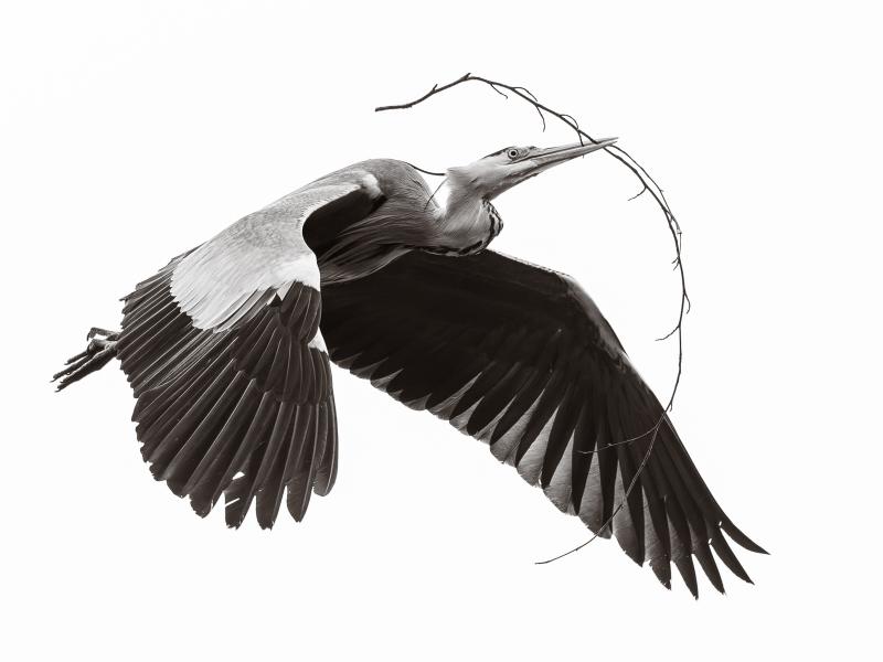 Courier Report 28th February 2025 | Isle of Man Photographic Society